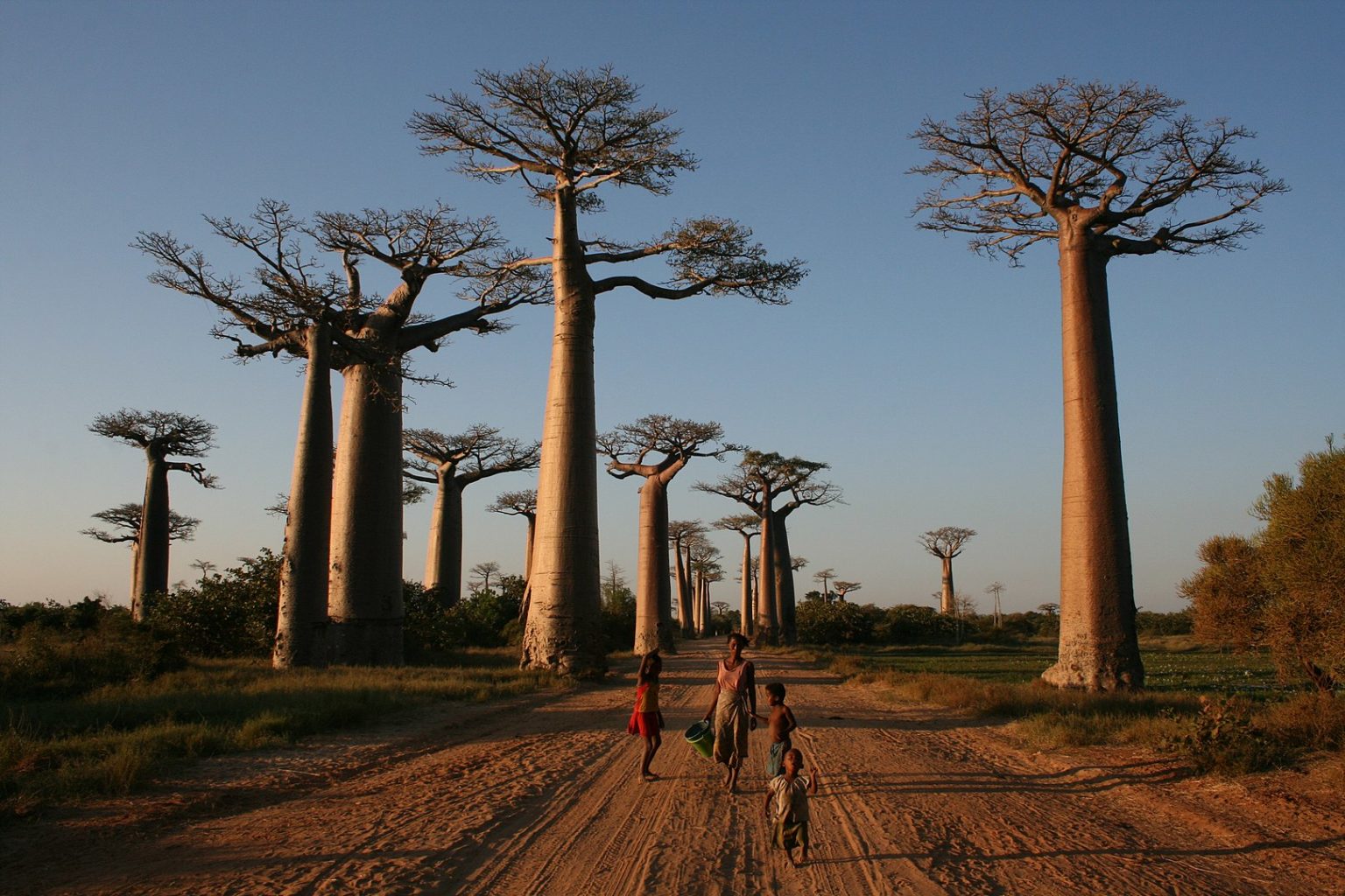 Top 10 facts about the Avenue of the Baobabs, Madagascar - DW Blog