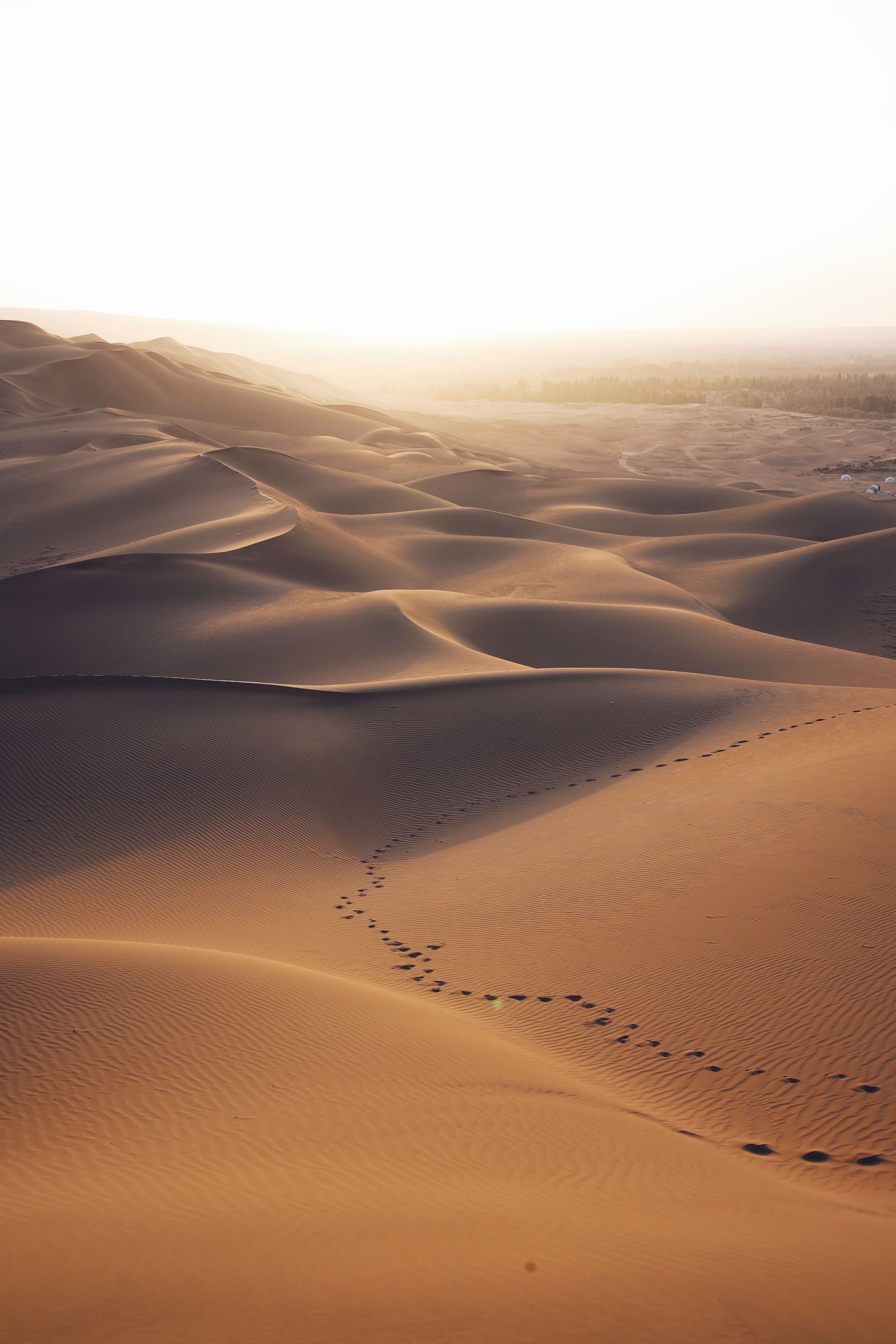 Desert Biome: 10 Fascination Features that Define This Harsh Landscape ...